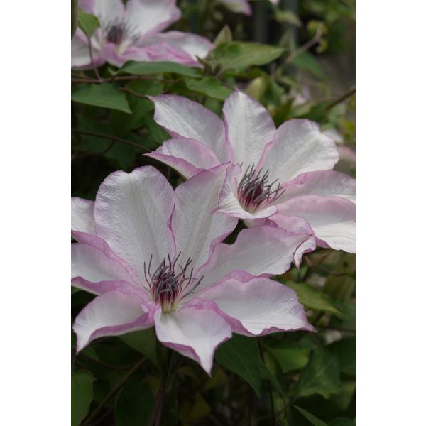 【発売日：2026年10月10日】Clematis  ’Omoshiro'花期：4〜9月花径：10〜15cm丈：2mパテンス系（早咲き大輪系）の品種。優しいイメージを持つピンクの覆輪の花。フォンドメモリーズほど一番花が大きくなりすぎず、少し...