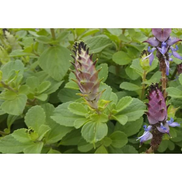 シソ科プレクトランサス属・非耐寒多年草ポリフェノールが豊富で、細胞の老化を防ぐと言われている沖縄の薬草です。非常に繁殖力が強いですが、耐寒性はありません。糖尿病・高血圧・脂質異常症・メタボリックシンドローム・冷え性・便秘・花粉症・アトピーな...