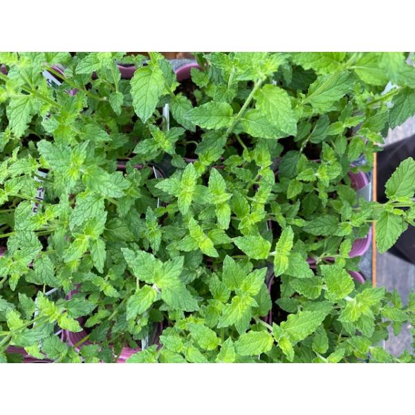 学名：Mentha spicata 'Strawberry'科名：シソ科　多年草耐寒性あり花期：8月〜9月草丈：30cm〜50cmストロベリーのような甘い香りがするミントです。比較的コンパクトにまとまるのででコンテナやハンギングなどに向いて...