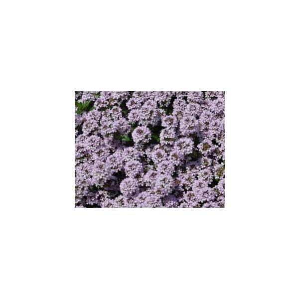 学名：Thymus'thracicus'科名：シソ科イブキジャコウソウ属半耐寒性多年草花期：7月〜8月草丈：10〜20cm位白っぽい茎に濃い緑色のしっかりした葉でラベンダーに似た香りのするタイムです。匍匐してマット状に広がります。花壇の縁取...