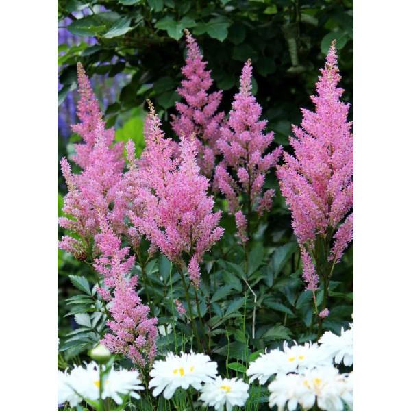 アスチルベ・ローズピンクAstilbe Rose Pink＜商品について＞耐寒性が強く丈夫で育てやすい宿根草です。適応範囲が広く丈夫で使いやすい宿根草です。2 〜 3 年に一度は株分け植え替えがおすすめ。本種は中型で、ローズ色の花です。開花...