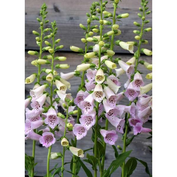 学名：Digitalis ‘Camelot Lavender’別名：キツネノテブクロ花期：5月〜6月草丈：100〜150cm株張：40〜60cm耐寒性：強い耐暑性：やや弱い保水性・排水性の良い土壌を好む。イングリッシュガーデンやローズガーデ...