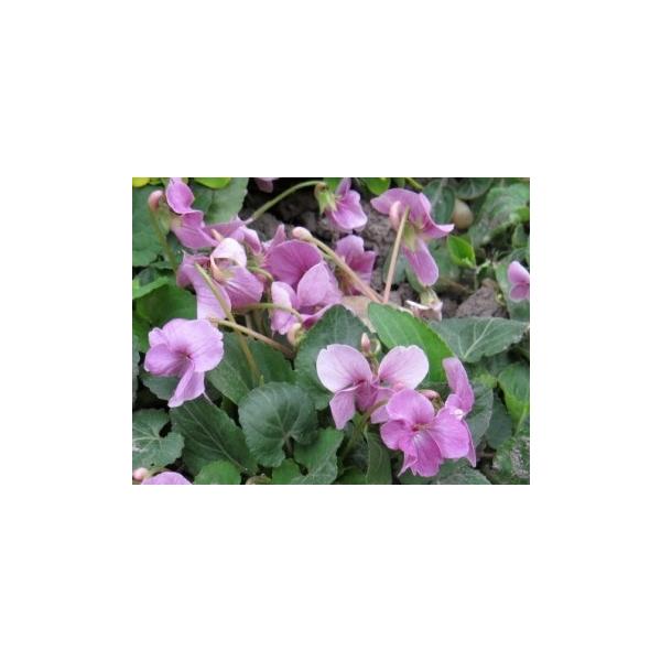 Viola odorata/Sweet Violet分類：スミレ科スミレ属/耐寒性多年草学名：Viola odorata　/　英名：sweet violet別名：ニオイスミレ冬から早春にかけて可憐なお花を咲かせます。日差しの強くない半日陰の...