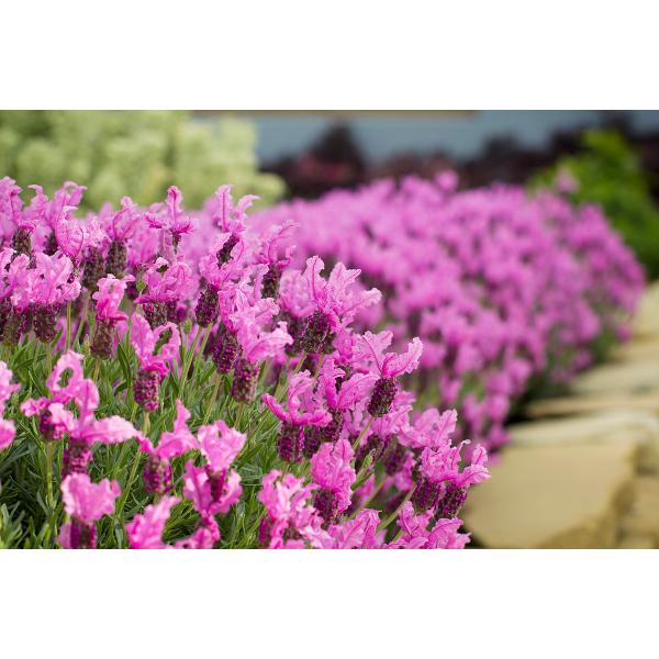 Lavender The Princess耐寒性多年草シソ科花期：3月〜8月草丈：30〜60cm位新しい香りの王女！五感を刺激する鮮烈な新品種。芳香性。長期開花かつてない鮮やかなピンクのラベンダーの登場。永遠のフレグランスプランツと言われる...