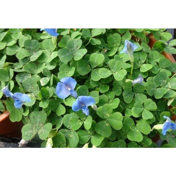 Blue Clover学名：Parochetus communis分類：つる性・常緑多年草科名：オミナエシ科和名：マメ科 / パロケツス属花期：10月〜5月草丈：5〜10cm葉がクローバー（シロツメクサ）によく似ており青い花を咲かせるため、...