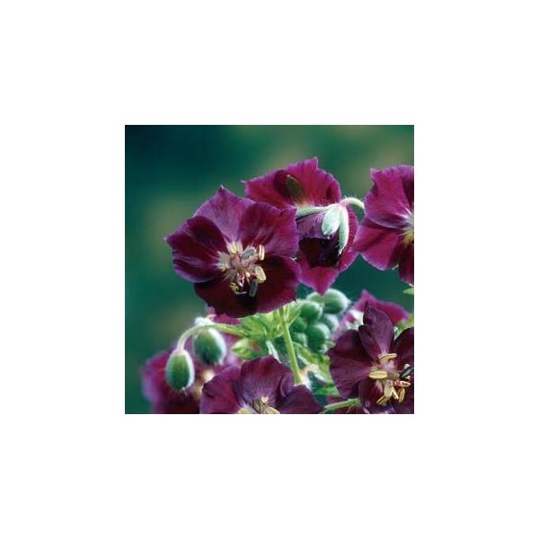 Geranium phaeum ‘Spring Time’ゲラニューム ‘ スプリングタイム ’別名：フウロソウ花期：4〜6月草丈：50〜60cm株張：20〜40cm耐寒性：強い耐暑性：普通風通しが良く排水性の特に良い土壌を好む。和名はクロ...