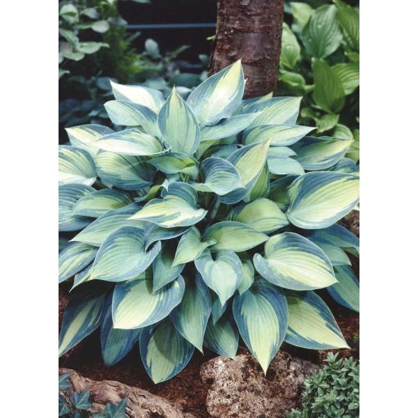 Hosta 'June'ホスタ  ‘ジューン ’別名：ギボウシ開花期：6月〜8月草丈：30〜50cm株張：30〜50cm耐寒性：強い耐暑性：強い用途：コンテナ / 花壇 半日陰を好む宿根草。排水性の良い土壌を好む。葉も花も楽しめ育てやすいの...
