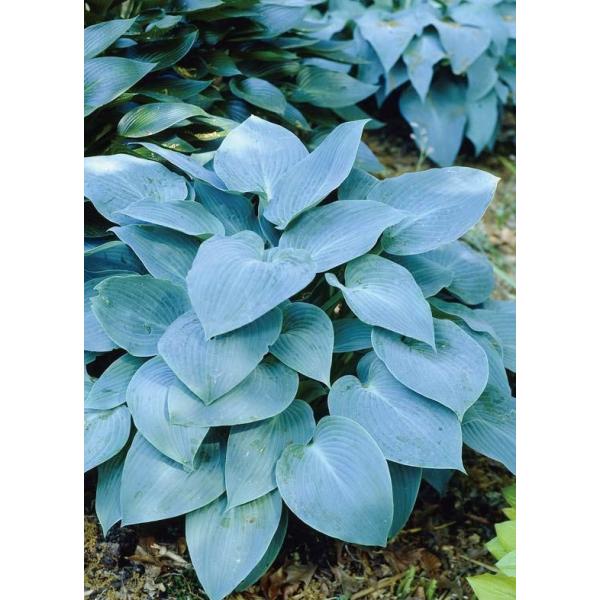 Hosta '‘Halcyon'ホスタ  ‘ ハルシオン ’別名：ギボウシ開花期：6月〜8月草丈：30〜55cm株張：30〜50cm耐寒性：強い耐暑性：強い用途：コンテナ / 花壇 半日陰を好む宿根草。排水性の良い土壌を好む。葉も花も楽しめ...