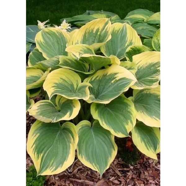 Hosta 'Liberty'ホスタ  ‘ リバティ ’別名：ギボウシ開花期：6月〜8月草丈：70〜90cm株張：80〜120cm耐寒性：強い耐暑性：強い用途：コンテナ / 花壇 半日陰を好む宿根草。排水性の良い土壌を好む。世界的に有名なサ...