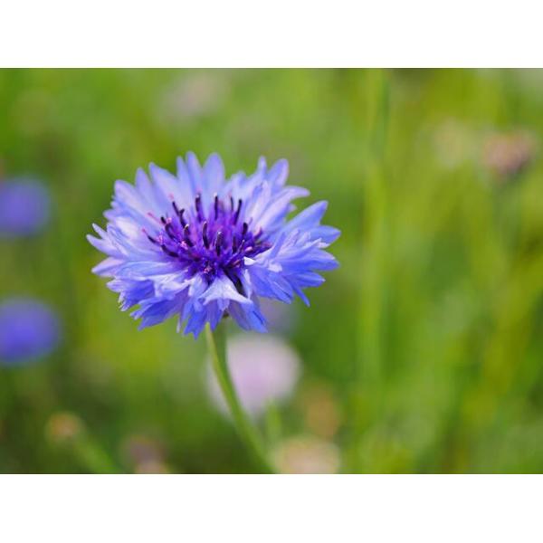 Cornflower コーンフラワー ‘ワイルド’タイプ：耐寒性一年草学名：Centaurea cyanus科名：キク科ヤグルマギク属別名・和名：バチャローズボタン・ヤグルマソウ原産地：ヨーロッパ南部草丈：20cm〜1m開花期：5〜7月日照...