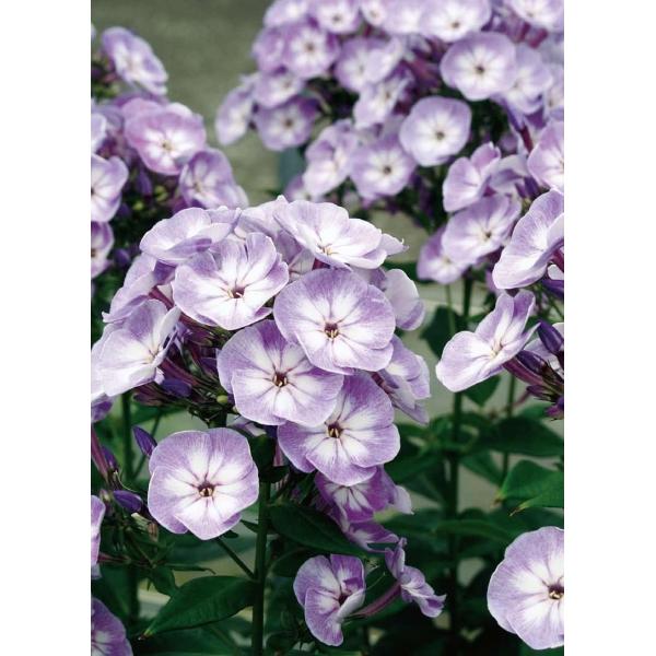 Phlox paniculata ‘Unique Old Blue'別名：オイランソウ開花期：6月〜 9月草丈：40〜50cm株張：30〜50cm耐寒性：強い耐暑性：強い・保水性・排水性の良い肥沃な土壌を好む。・高性種より開花が早い矮性品種...