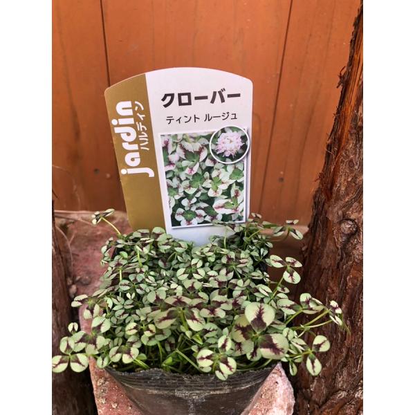 Clover ‘Tinto’クローバー ‘ティント’和名：桃色白詰草（ももいろしろつめくさ）原産地：ヨーロッパ科名：マメ科トリフォリウム属/Trifolium repens 分類：常緑多年草草丈：5〜15cm鑑賞期：通年葉色の彩りが美しく寄...
