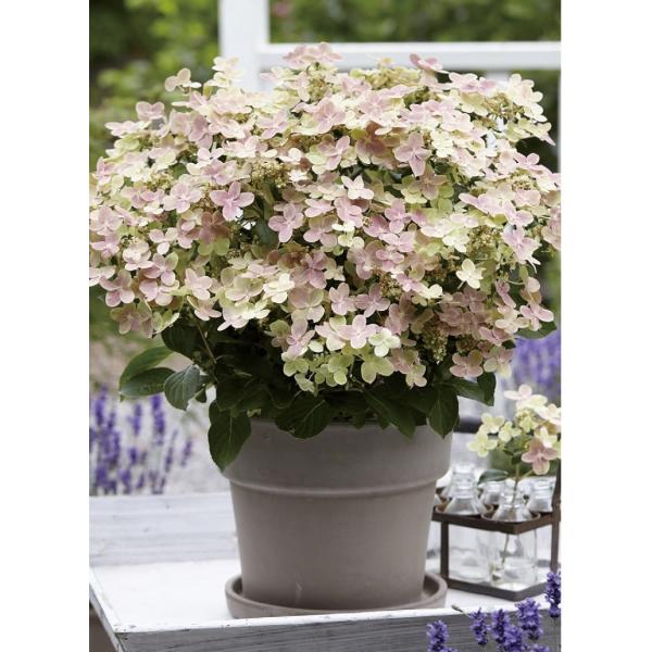 Hydrangea paniculata 'Polestar' 形態：耐寒性落葉低木科名：アジサイ科樹高：40〜50cm開花期：6〜9月草丈50cm前後の矮性早咲きノリウツギ。ノリウツギの中で最も早く開花し、さらに草丈50cm程でまとまるコ...