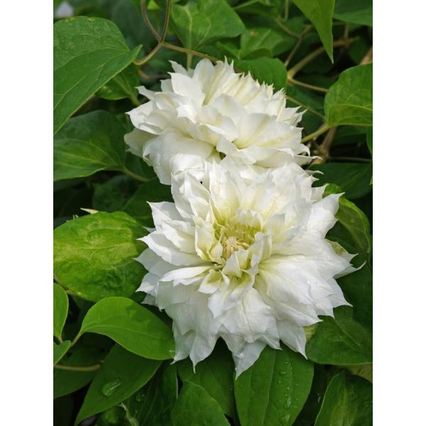 CLEMATIS 'Duchess of Edinburgh'形態：耐寒性つる性宿根草科名：キンポウゲ科系統：パテンス系草丈：180cm〜250cm開花期：5〜10月花径：12〜14cm剪定：弱剪定1874年作出。春~秋遅くまで咲く、常に八...