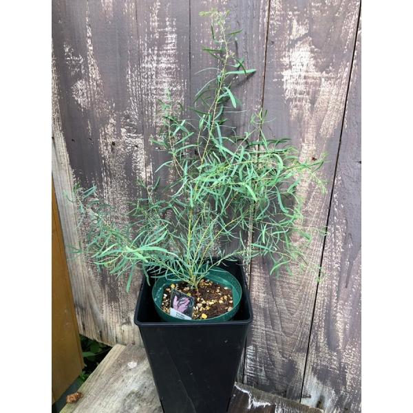 Eucalyptus "nicholii"常緑樹　フトモモ科ユーカリノキ属＜商品について＞シャープなミント系の香りがとても強い品種。葉は細長く、寒くなると赤く紅葉します。糸葉ユーカリともよばれます。庭植え、切花に向きます。＜管理＞日当たりの...