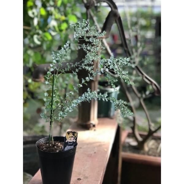 Eucalyptus "Moon Lagoon"常緑樹　フトモモ科ユーカリノキ属＜商品について＞小さな葉と美しいブルーがかったシルバーリーフが魅力的です。ムーンラグーンは、庭木や垣根に適した品種です。切花にも向きます。＜管理＞日当たりの良く...