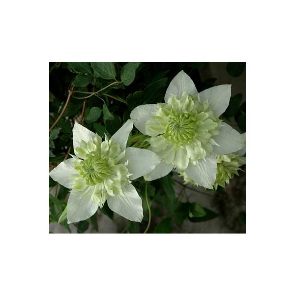 Clematis florida Thunb. var. flore-pleno G. Donフロリダ系の中国に自生する原種「テッセン」の枝変わり。フロリダ系は、ほどよい大きさの中〜大輪で、落ち着いた色合いが人気です。枝の節々に花を咲かせる...