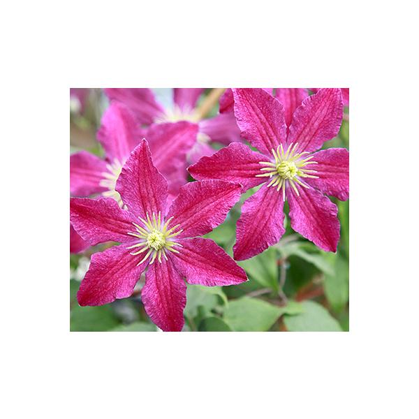 Clematis ’Songs’フロリダ系の品種。フロリダ系は、ほどよい大きさの中〜大輪で、落ち着いた色合いが人気です。枝の節々に花を咲かせる多花性で、開花期間が長いのも特徴です。庭植えにも、鉢植えにも使いやすく、バラとの組み合わせも楽しめ...