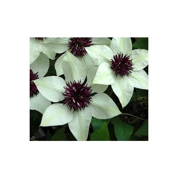 Clematis  florida Thunb.var. sieboldiana Morren フロリダ系。フロリダ系は、ほどよい大きさの中〜大輪で、落ち着いた色合いが人気です。枝の節々に花を咲かせる多花性で、開花期間が長いのも特徴です。庭...