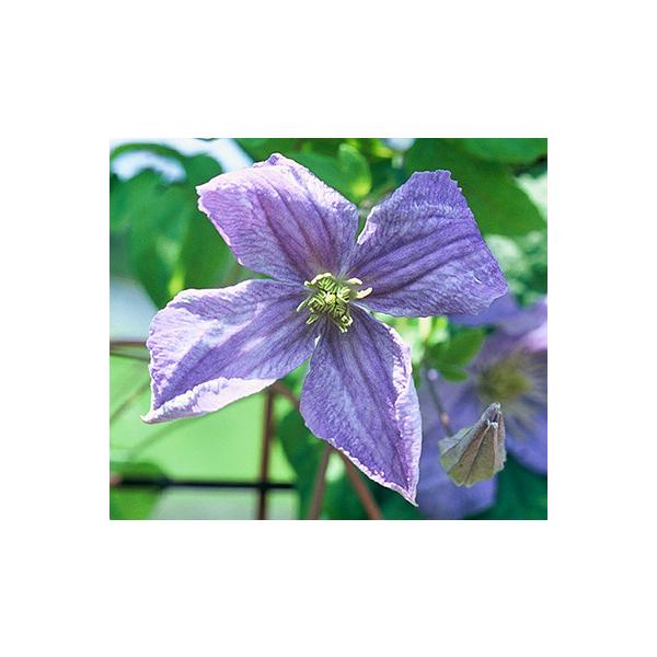 Clematis  'Emilia Plater'ビチセラ系の品種。ビチセラ系は、小〜中輪の花を枝の節々に咲かせ、株が充実すると壁面やフェンスを埋め尽くすほどに咲き誇ります。花後の剪定と追肥により返り咲きがしやすく、耐暑性、耐寒性ともに強く...