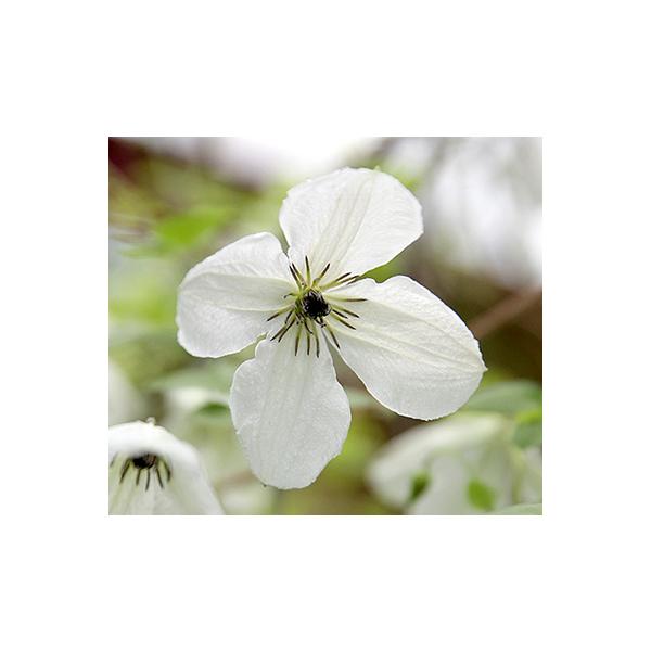 【発売日：2026年02月28日】Clematis  'Maria　Cornelia 'ビチセラ系の品種。ビチセラ系は、小〜中輪の花を枝の節々に咲かせ、株が充実すると壁面やフェンスを埋め尽くすほどに咲き誇ります。花後の剪定と追肥により返り咲...