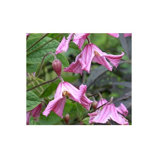 Clematis  'Heather Herschell 'インテグリフォリア系の品種。枝が扱いやすい半つる性。花は光沢のある発色のよい鮮やかなピンク色。弁端にかけてのグラデーションがいい感じで、ややフリルがかるのも特徴。強い光の下でも、色...