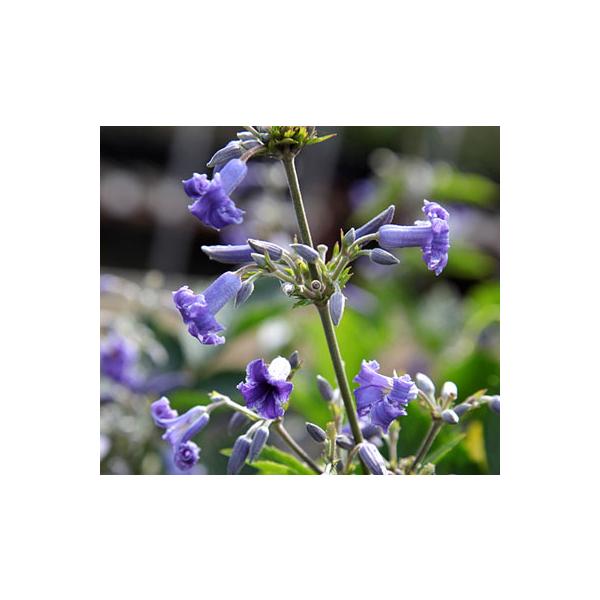 Clematis  'Hoho'ヘラクレイフォリア系。秋の黄葉もタネも観賞できる、木立性。及川フラグリーンのオリジナル品種。花はさわやかな青色で、涼しげな雰囲気がいい感じ。初夏の光の下で、映える色合い。小さめのベル形の花をぶら下げるように咲...