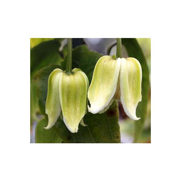 Clematis henryiコンナータ系。中国に自生する原種。冬咲き常緑性。流通量が極めて少ない希少な原種。花は黄緑色がかって咲きはじめ、徐々に白味を増していく。低温に当たると、花の基部から中央部にかけて赤みがかることもある。花もちのよい...