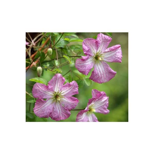 【発売日：2026年10月10日】Clematis ’Oberek'ビチセラ系の品種。花は輝きのある明るいピンク色で、中央部がやや白っぽく抜ける軽やかな色合い。ピンク〜白へといたるグラデーションが美しく、黄花芯とのバランスもよい。ほどよい大...