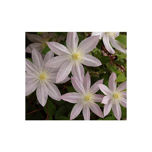 Clematis  ’Sakurahime'パテンス系（早咲き大輪系）の品種。花期：5〜10月花径：12〜13cm草丈：1.5〜2.5m剪定：弱淡い柔らかなピンク色が特徴的で美しく、散り終わるまで繊細な色を残す。日本の名花。日差しがやや遮ら...