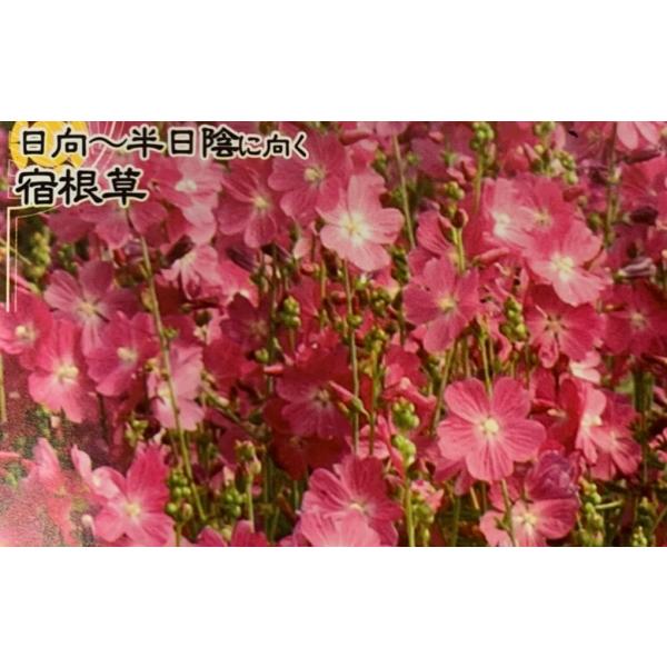 Sidalcea malviflora-Hybr. ‘Rosanna’日向から半日陰に向く宿根草開花期：5月〜7月草丈：70〜120cm耐寒性：強い日当たりが良く、水はけの良い場所を好みます。タチアオイを小型にしたような草姿。茎葉はすらっと...