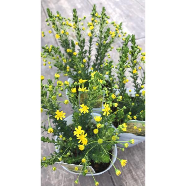 Golden Crackerタイプ：キク科　常緑低木別名：ユリオプス・ゴールデンクラッカー草丈：50cm〜150cm程度開花期：1月〜5月用途：庭植え、鉢植え耐寒性：普通日照：日向《商品について》南アフリカ原産のキク科ユリオプス属の品種。同...