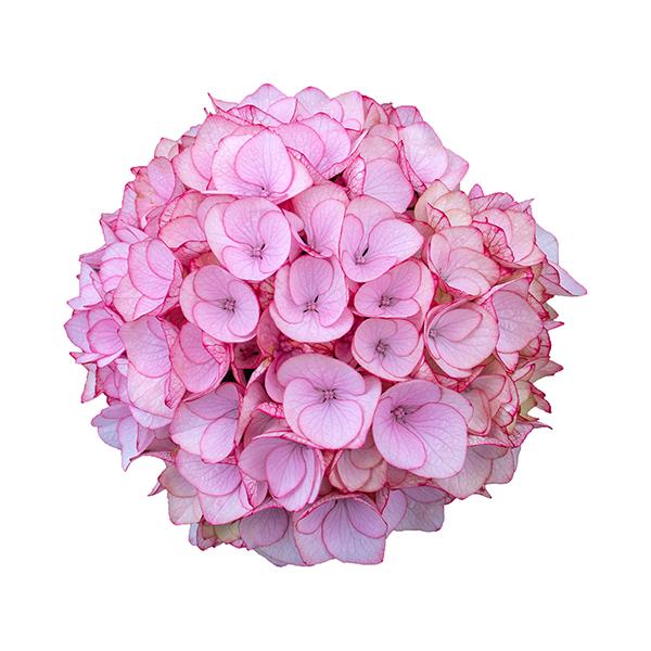 Hydrangea macrophylla 'Afternoon dream'夢の中のような幻想的カラー枝先が美しく赤く色づき影絵のようにノスタルジックタイプ：アジサイ科アジサイ属/耐寒性落葉低木草丈：約60〜100cm栽培間隔：約80cm...