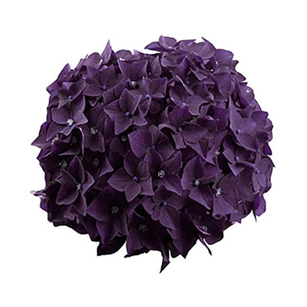 Hydrangea macrophylla 'Deep Purple'従来になかった上品な濃紫色のアジサイ数々の国際展示会で賞を受賞した人気品種！タイプ：アジサイ科アジサイ属/耐寒性落葉低木草丈：約60〜100cm花期：5月〜8月耐寒性：約...