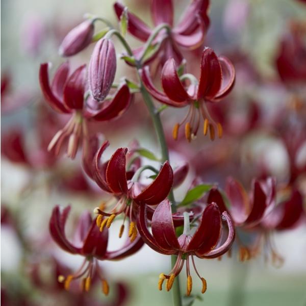 Lilium martagon　"Claude Shride"　半日陰に向く宿根草タイプ：ユリ科アジサイ属/耐寒性多年草草丈：80〜180cm（開花時草丈）花期：6月〜8月耐寒性：強《商品について》欧米のガーデンでは宿根草と混植される人気の...