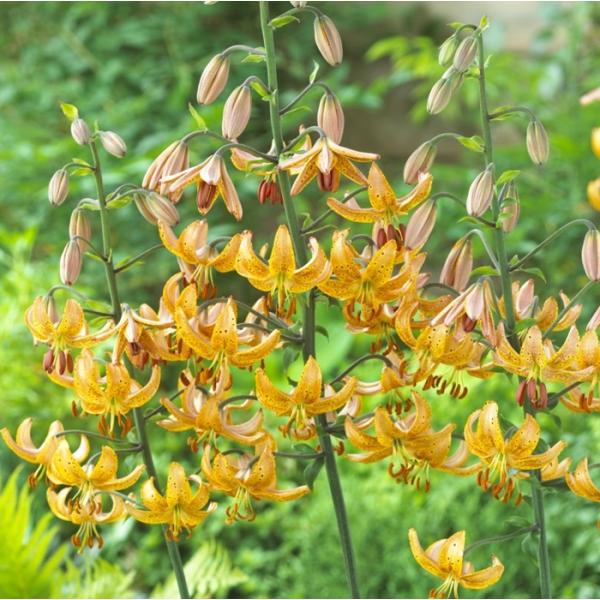 Lilium martagon　"Guinea Gold"　半日陰に向く宿根草タイプ：ユリ科アジサイ属/耐寒性多年草草丈：80〜180cm（開花時草丈）花期：6月〜8月耐寒性：強《商品について》欧米のガーデンでは宿根草と混植される人気の高い...