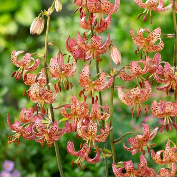 マルタゴンリリー　"マニトバモーニング"半日陰に向く宿根草タイプ：ユリ科アジサイ属/耐寒性多年草草丈：80〜180cm（開花時草丈）花期：6月〜8月耐寒性：強《商品について》欧米のガーデンでは宿根草と混植される人気の高いユリの仲間です。高性...