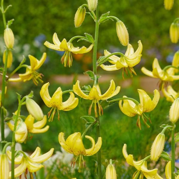Lilium martagon　"Golden Morning"　半日陰に向く宿根草タイプ：ユリ科アジサイ属/耐寒性多年草草丈：80〜180cm（開花時草丈）花期：6月〜8月耐寒性：強《商品について》欧米のガーデンでは宿根草と混植される人気...
