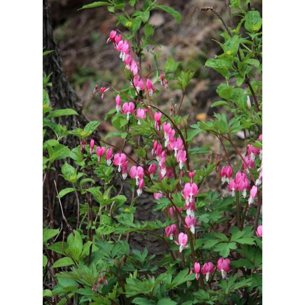 Dicentra  ‘spectabilis’半日陰を好む宿根草別名：タイツリソウ花期：3〜5月草丈：60〜75cm株間：30〜60cm耐寒性：強い耐暑性：普通用途：コンテナ / 花壇＜商品について＞ディセントラは春の人気の定番宿根草。誰に...