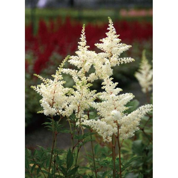Astilbe White半日陰をを好む宿根草花期：5月〜7月草丈：40〜60cm株張：30〜50cm耐寒性：強い耐暑性：強い用途：コンテナ / 花壇 / ボーダー＜商品について＞適応範囲が広く丈夫で使いやすい宿根草です。2〜3年に一度は株...