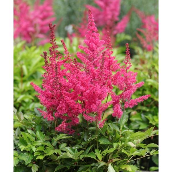 Astilbe ”Sunny Day”日向〜半日陰に向く宿根草花期：5月〜7月草丈：30〜50cm耐寒性：強い用途：コンテナ / 花壇 / 寄せ植え＜商品について＞矮性、コンパクトで花付きの良い小型種です。花穂のレッドの発色は鮮やかで、庭の...