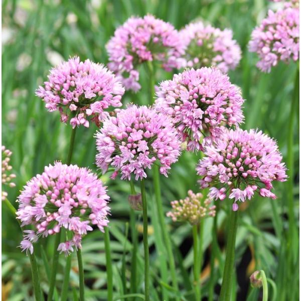 Allium  ”Pink Planet”日向に向く宿根草科名：ユリ科/耐寒性多年草花期：6月〜9月草丈：40〜65cm耐寒性：強い＜商品について＞非球根性の夏咲きのアリウム。花穂は濃いめのピンク色で従来種より大型の球形となります。花壇の前...