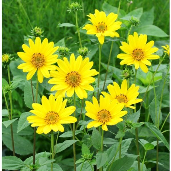Helianthus multiflorus  ”Suncatcher Pure Gold”日向に向く宿根草花期：6月〜9月草丈：70〜100cm耐寒性：強い<br><br>＜商品について＞<br>ヘリア...