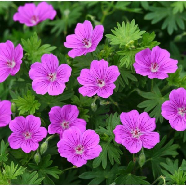 Geranium sanguineum ”Khan”日向〜半日陰に向く宿根草花期：4月〜9月草丈：20〜40cm耐寒性：強い＜商品について＞ふんわりと茂り、清楚な花を多数咲かせます。従来種よりもやや大輪強健で長い期間楽しめ、手間いらずで増え...