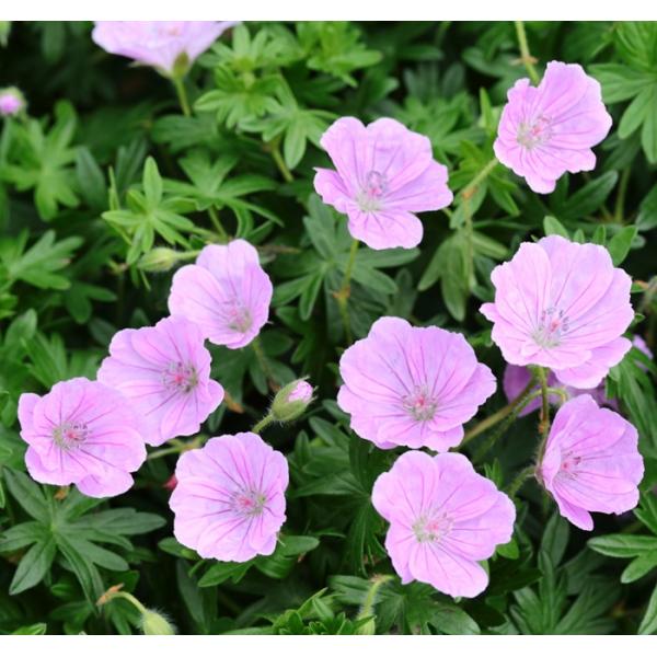 Geranium sanguineum ”Glenluce”日向〜半日陰に向く宿根草花期：4月〜7月草丈：20〜30cm耐寒性：強い＜商品について＞同種のストラータム種と似た淡いピンクの花を咲かせますが、生育が旺盛でやや草丈が大きく、花付き...