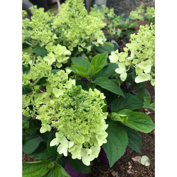 Hydrangea paniculata "Little Hottie"タイプ：落葉低木科名：ユキノシタ科花期：初夏〜秋草丈：地植え後90〜150cm用途：列植・ボーダー・景観樹耐寒性：-30℃＜商品について＞矮性で分枝が良いノリウツギ。花...