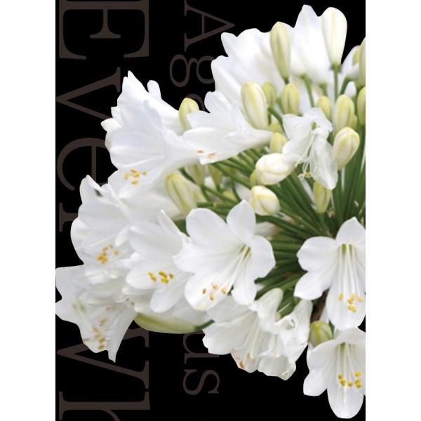 Agapanthus ‘Everseries’アガパンサス　エヴァーシリーズ。成長が早く若いうちからよく咲く。花上がりがよく多花性。コンパクトで植え場所を選ばない。比較的耐寒性、耐病性強く育てやすい。形態：半耐寒性多年草　ユリ科成長草丈：5...