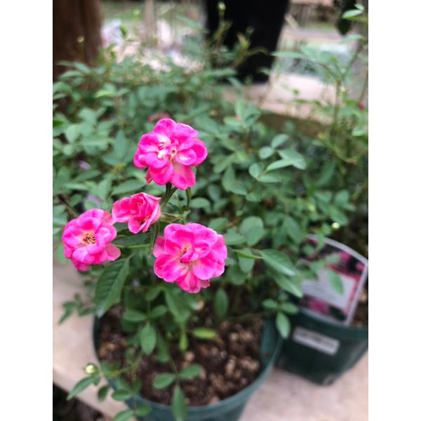 Miniture Rose 'ほほえみルージュ'花色：ピンク　香り★☆☆四季咲き　花径：極小輪（1〜2cm）　系統：ミニチュアローズ樹高：20〜50cm   樹形：木立性 ミニバラ「ほほえみルージュ」は、花径わずか1〜2cmの極小輪スプレー...