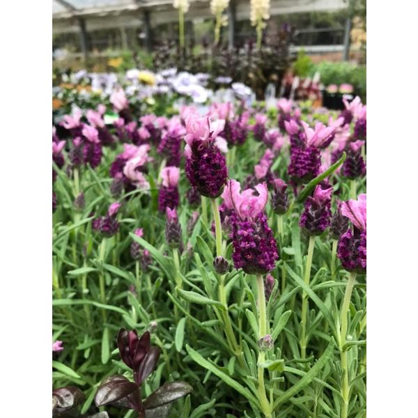 Lavandula stoechas ‘Madrid Bella Pink’花期：5月〜6月草丈：20〜50cm耐寒性：中（凍らせない程度）日照：日向・半日向用途：庭植え、寄せ植え、切り花＜商品について＞比較的耐暑性と耐寒性があり、育てやす...