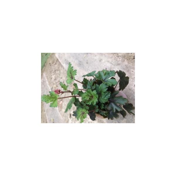 Heucherella hybrid 'Dayglow Pink' 分類：ユキノシタ科/多年草草丈：20〜30cm前後花期：晩春〜初夏用途：花壇 / プランター / 鉢植え / ハンギングヒューケレラ デイグロウピンクは明るい鮮やかな緑の葉...